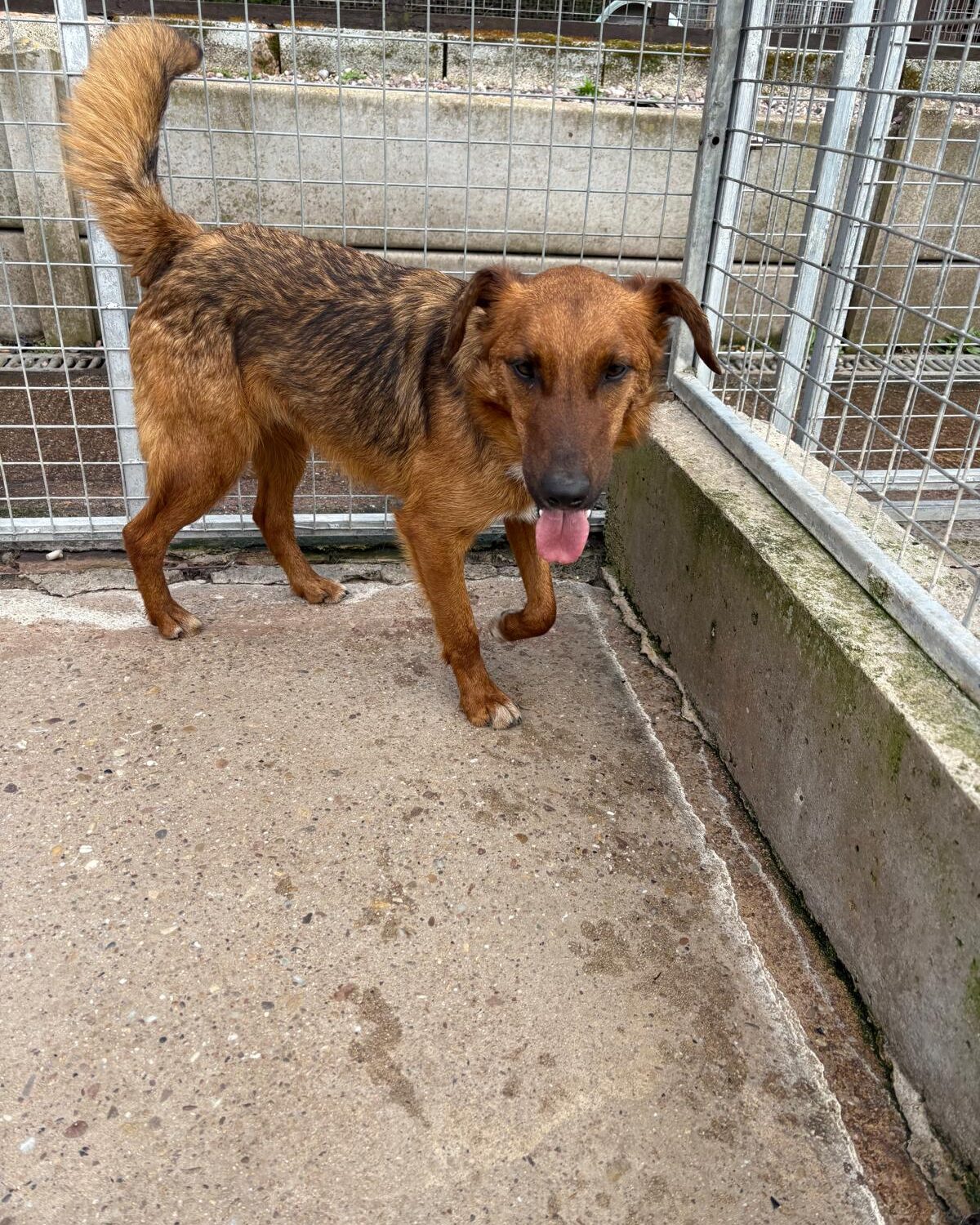 Available Dogs For Adoption