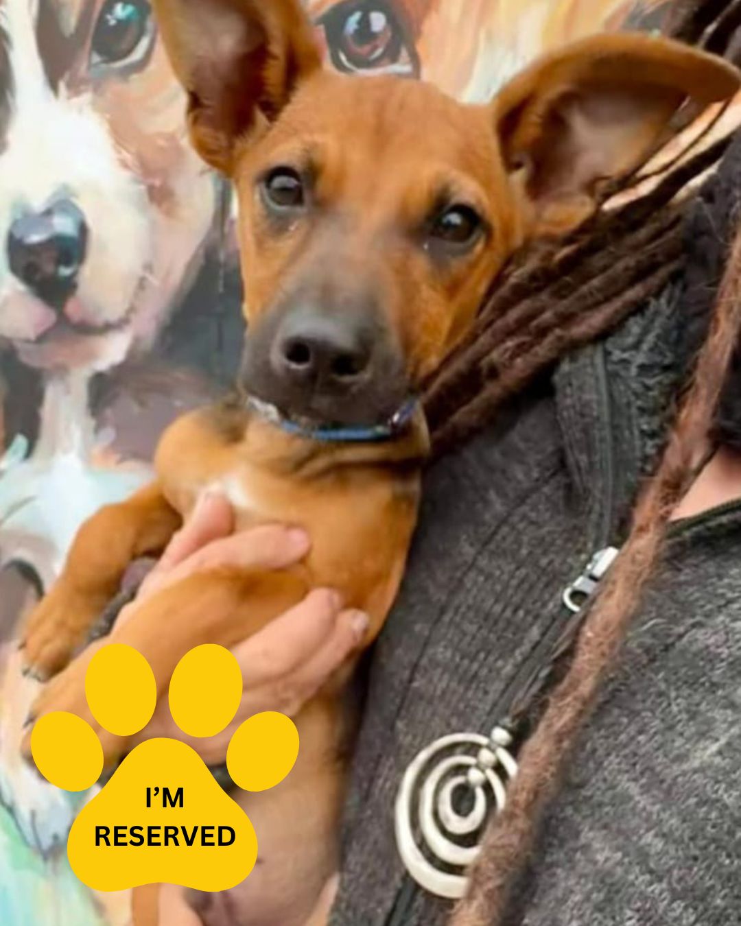 YACKY - 5 MONTHS - MALE - Brighter Days Rescue