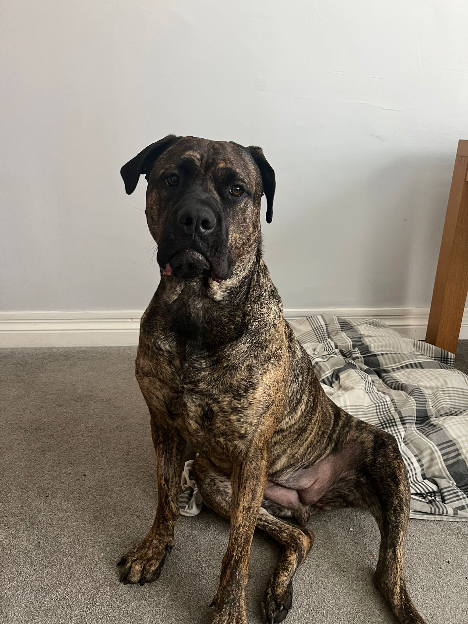 KIKI - 2 YEARS - FEMALE - Brighter Days Rescue