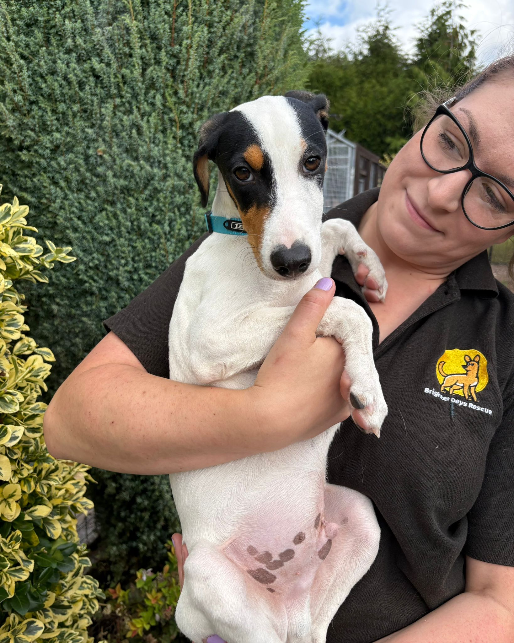 Available Dogs For Adoption