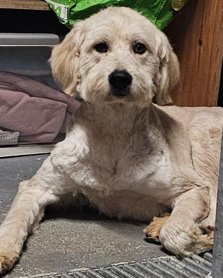 DOUGAL - 1 YEAR - MALE - Brighter Days Rescue