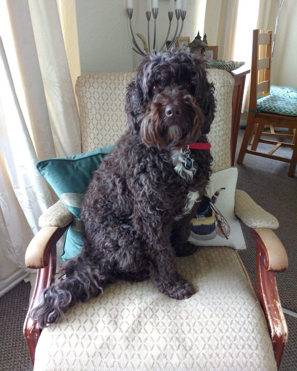 BRUNO - 10 YEARS - MALE - Brighter Days Rescue