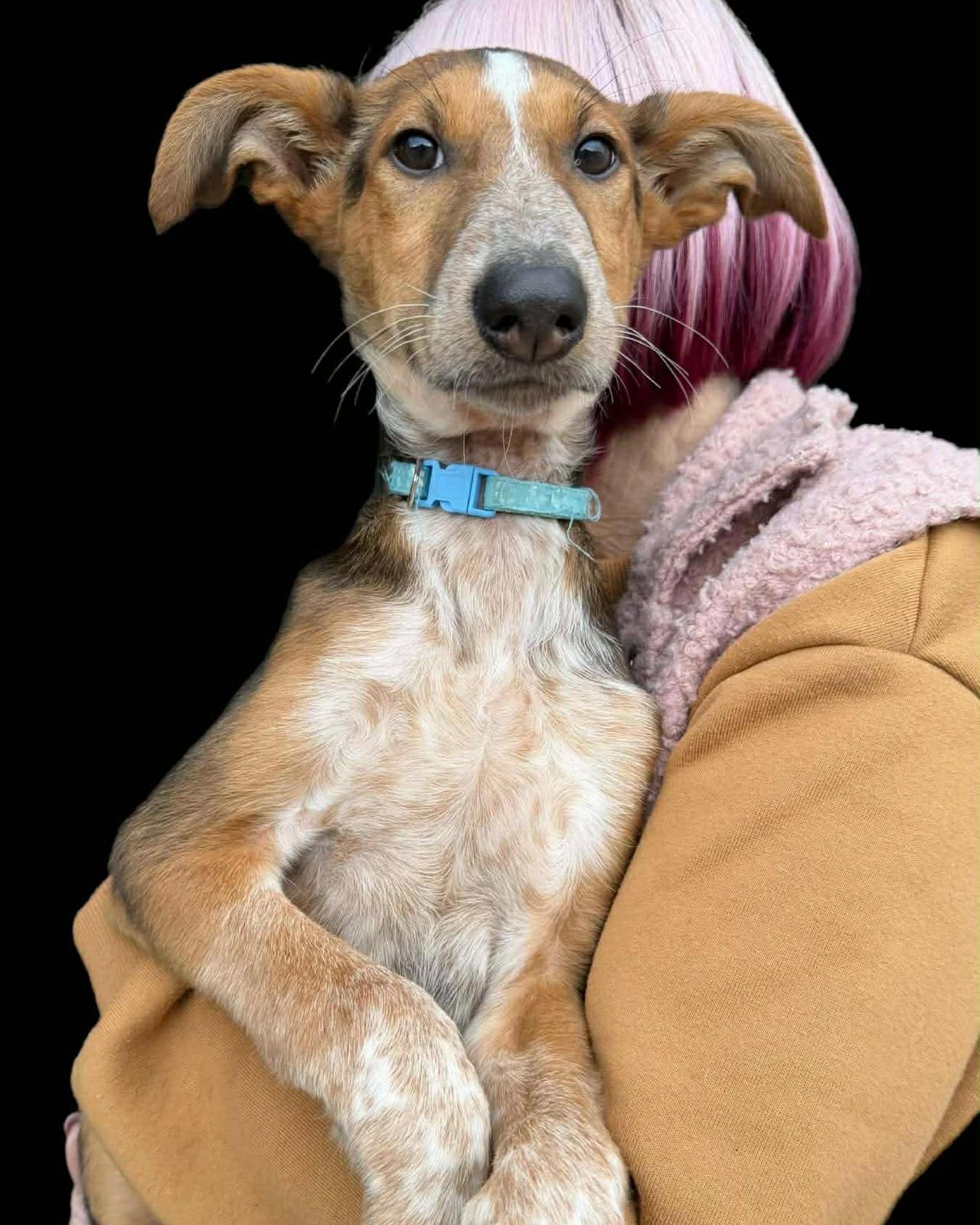 STITCH - 4 MONTHS - MALE - Brighter Days Rescue